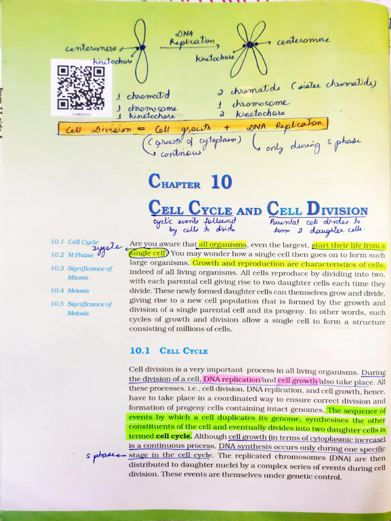 Cell Cycle and Cell Division NCERT NOTES | PDF