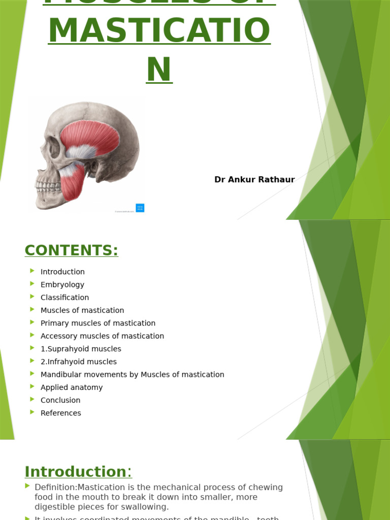 Muscles of Mastication Explained | PDF | Human Head And Neck | Human ...