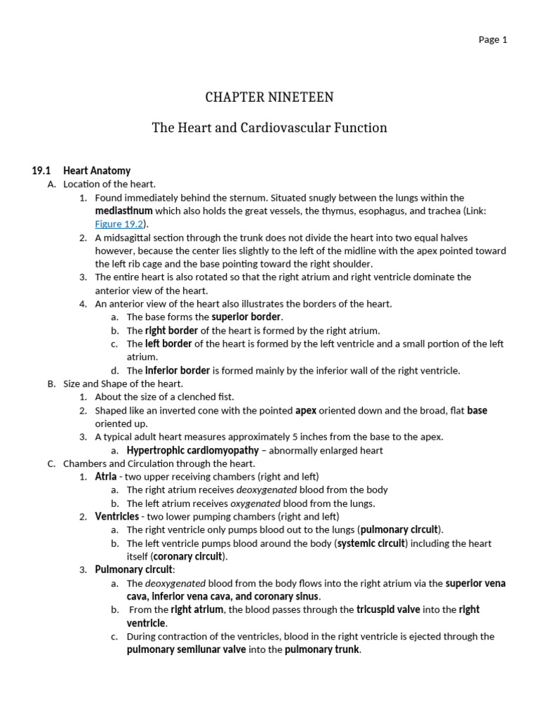 Ch. 19 Heart and Cardiovascular Outline | PDF | Heart Valve | Heart