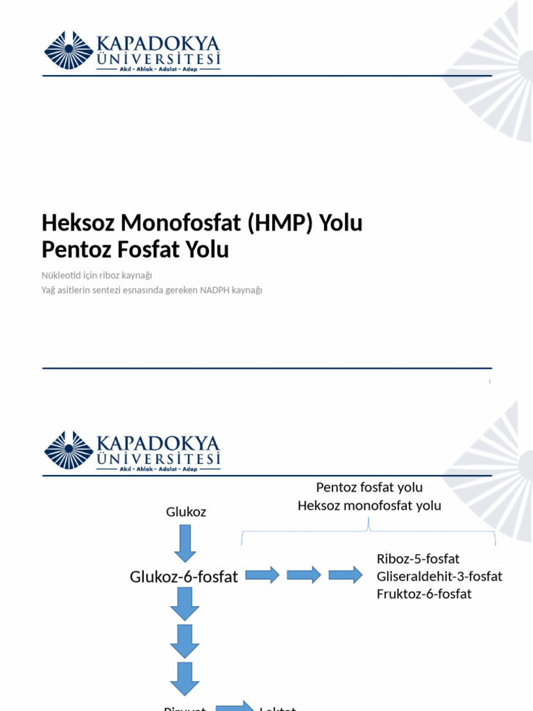 9-HMP-fruktoz Ve Galaktoz Metabolizması | PDF