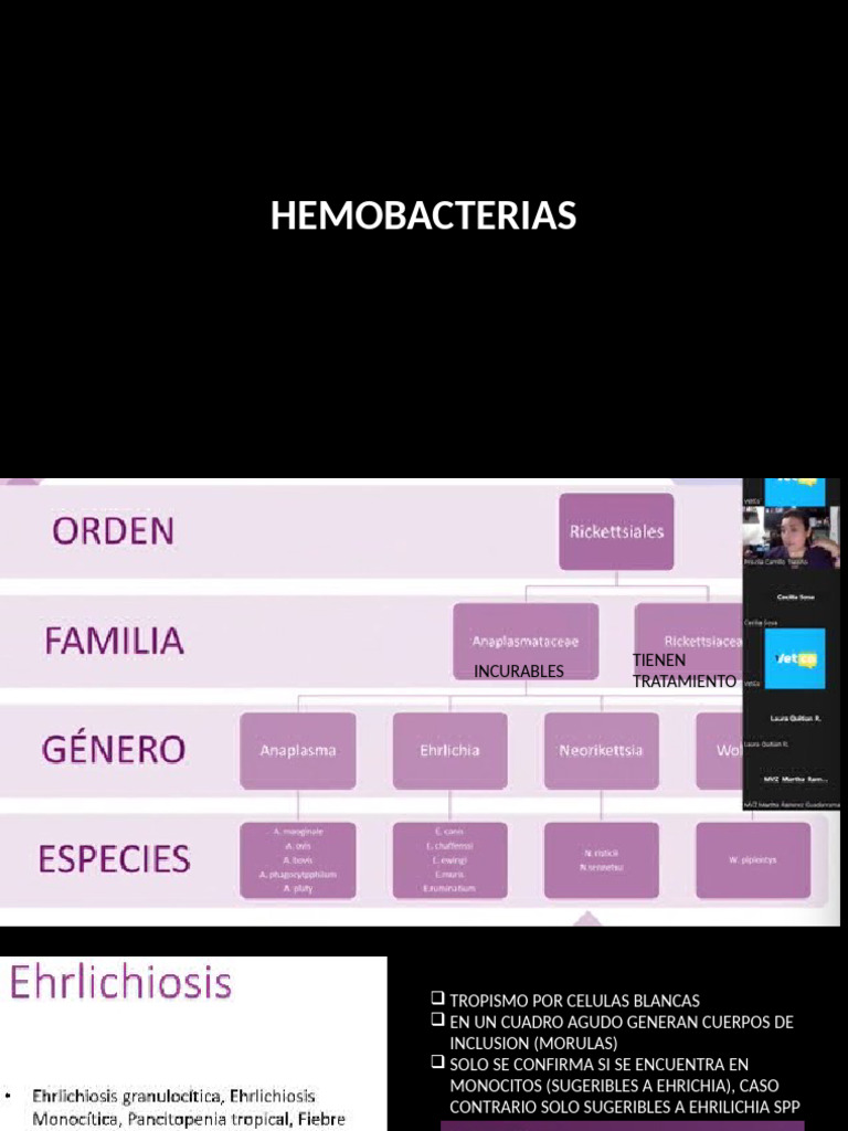 Hemo Bacterias | PDF | Enfermedad de Lyme | Especialidades Medicas