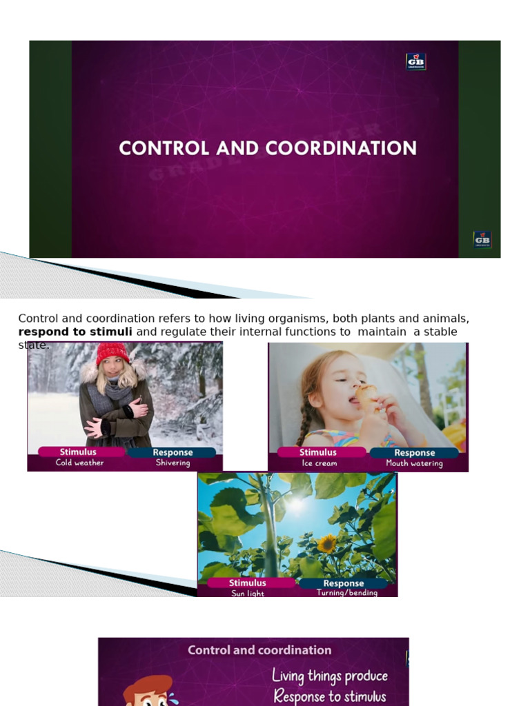 Control&Coordination | PDF | Neuron | Auxin