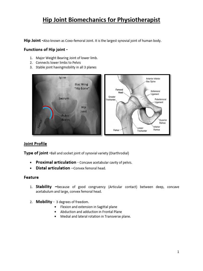 Hip Joint Biomechanics For Physio | PDF | Hip | Anatomical Terms Of Motion