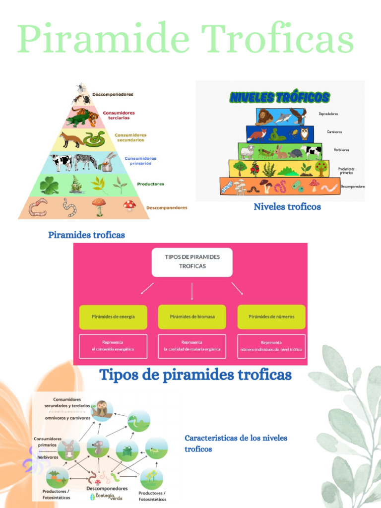 Pirámides Tróficas y Niveles Ecológicos | PDF | Biomasa (Ecología ...