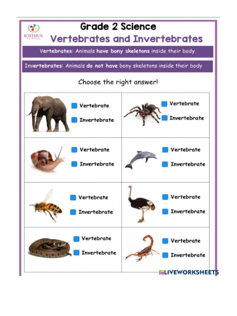 Vertebrates 2 | PDF