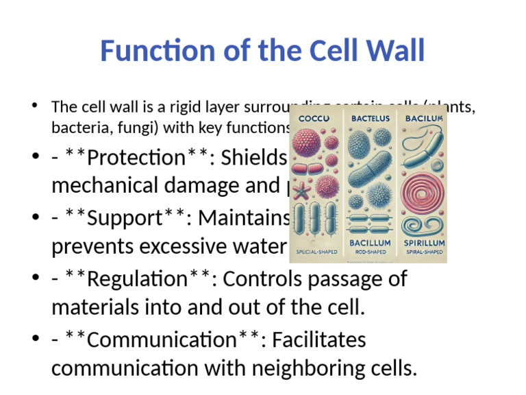 Cell Wall Function Presentation | PDF