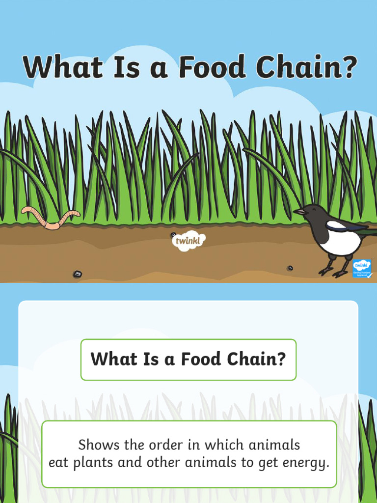 2.4 Energy and Living Things (Food Chains) | PDF