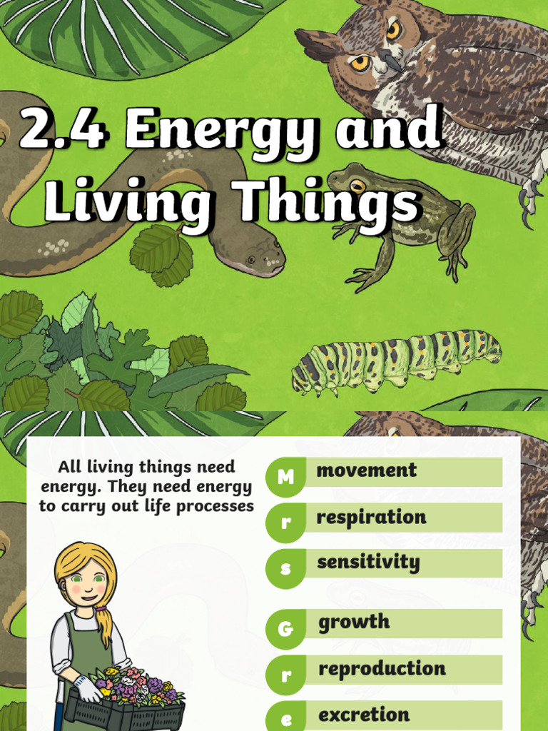 Energy Sources in Living Organisms | PDF | Predation | Herbivore