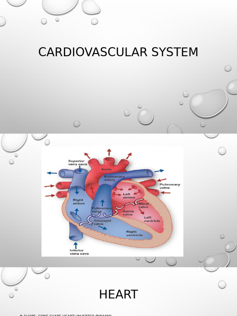 Cardiovascular System | PDF | Heart Valve | Diastole