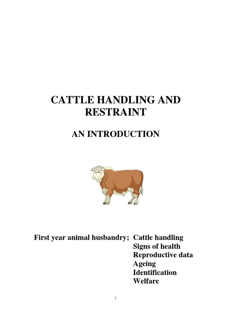 Cattle Handling and Restraint Techniques | PDF | Dairy Cattle | Calf