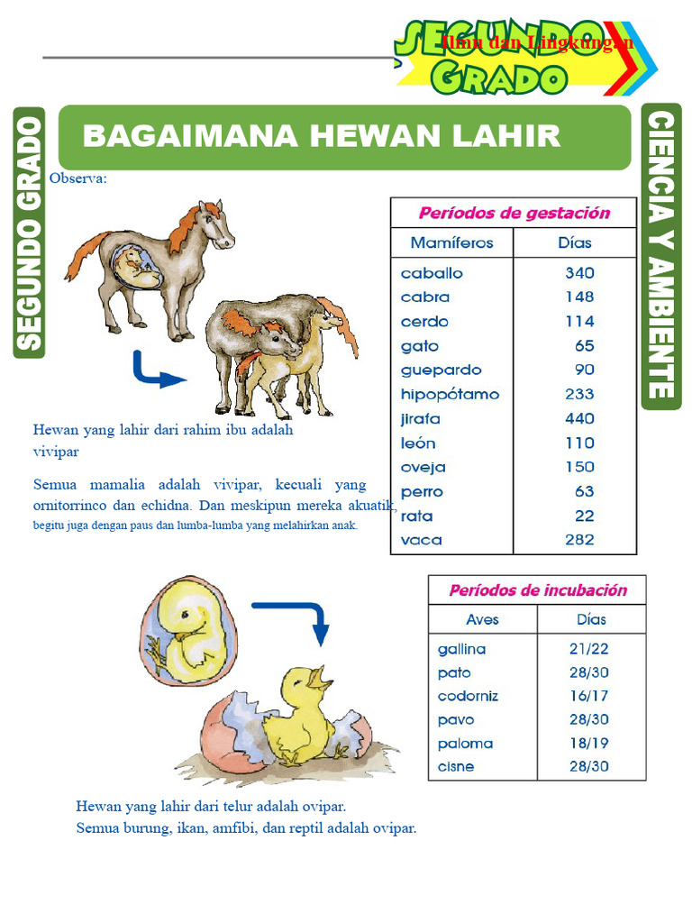 Hewan Vivipar dan Ovipar: Panduan Dasar | PDF