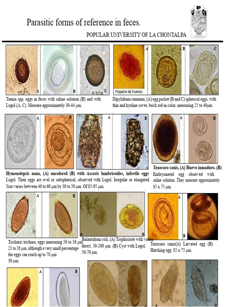 ATLAS PARASITOLOGY | PDF