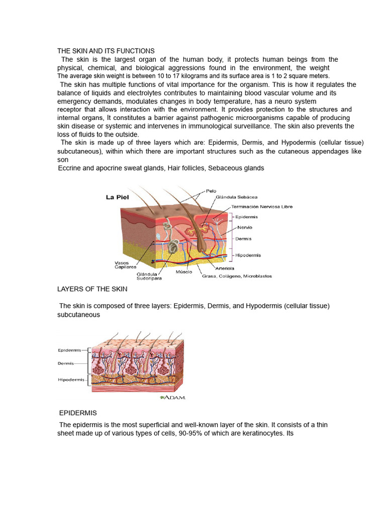 Functions and Layers of Human Skin | PDF | Skin | Epidermis
