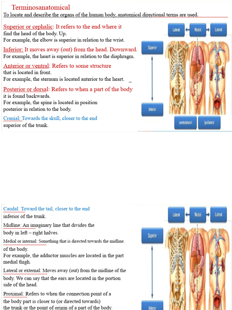 3. Anatomical terms | PDF