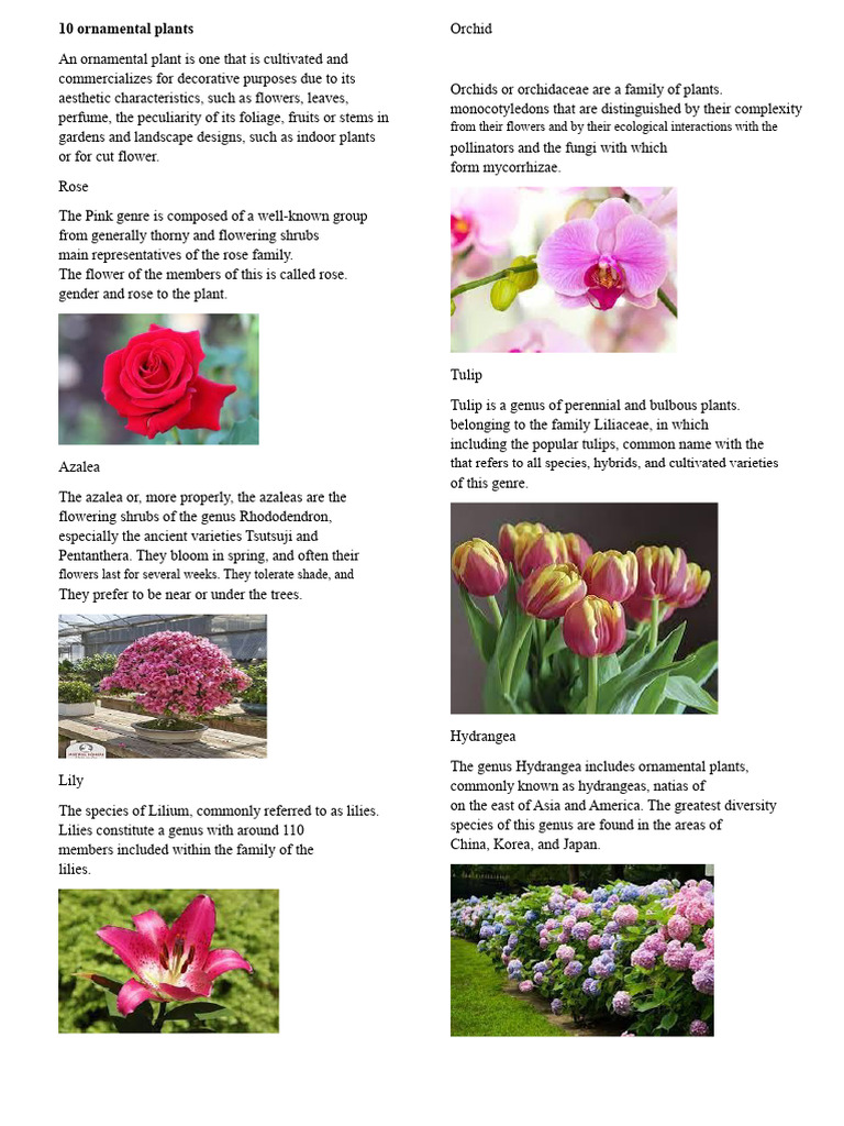 10 Ornamental Plants | PDF | Lilium | Lavandula
