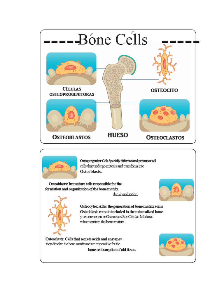 Bone | PDF