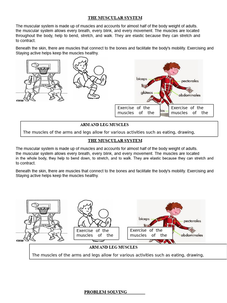 Overview of the Muscular System | PDF | Musculoskeletal System