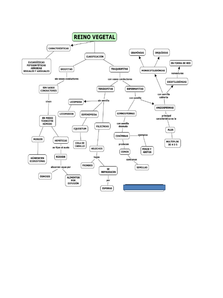 Conceptual Map Kingdom Plantae | PDF