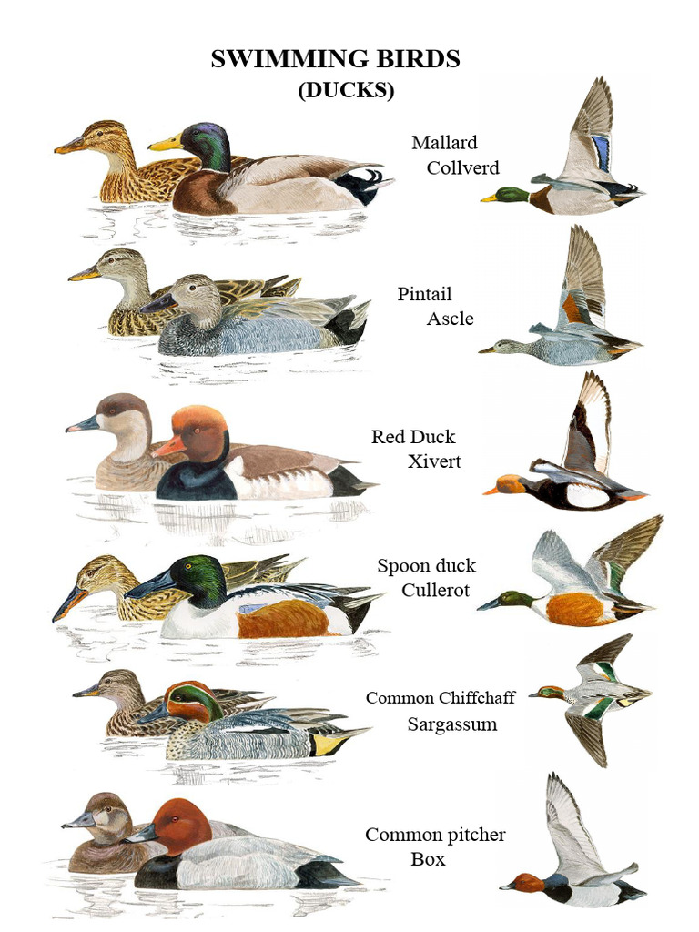 Types of Swimming Birds and Shorebirds | PDF | Birds | Ornithology