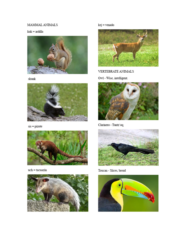 Mammal and Animal Classification Guide | PDF