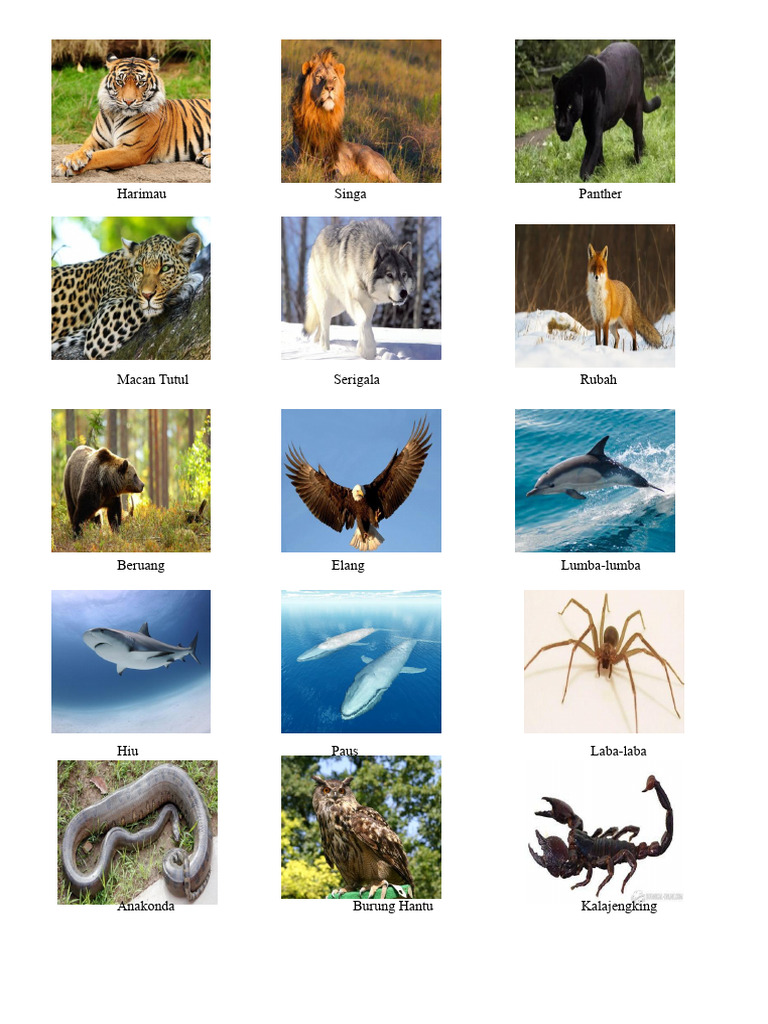 Predatory animals in English | PDF