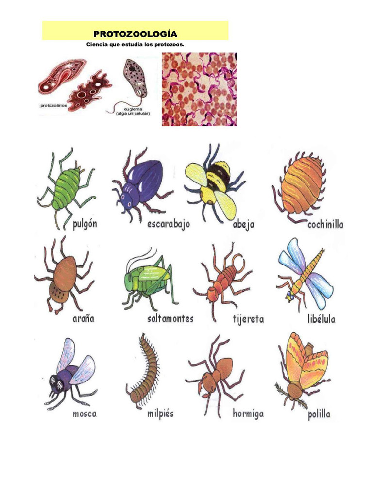 Myriapods, Worms, and Crustaceans Overview | PDF | Crustacean ...