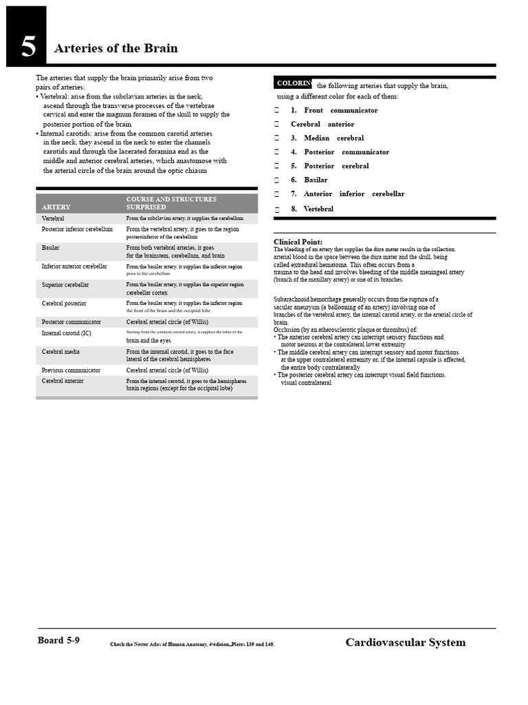 Netter Anatomy To Color 2 | PDF | Human Leg | Arm