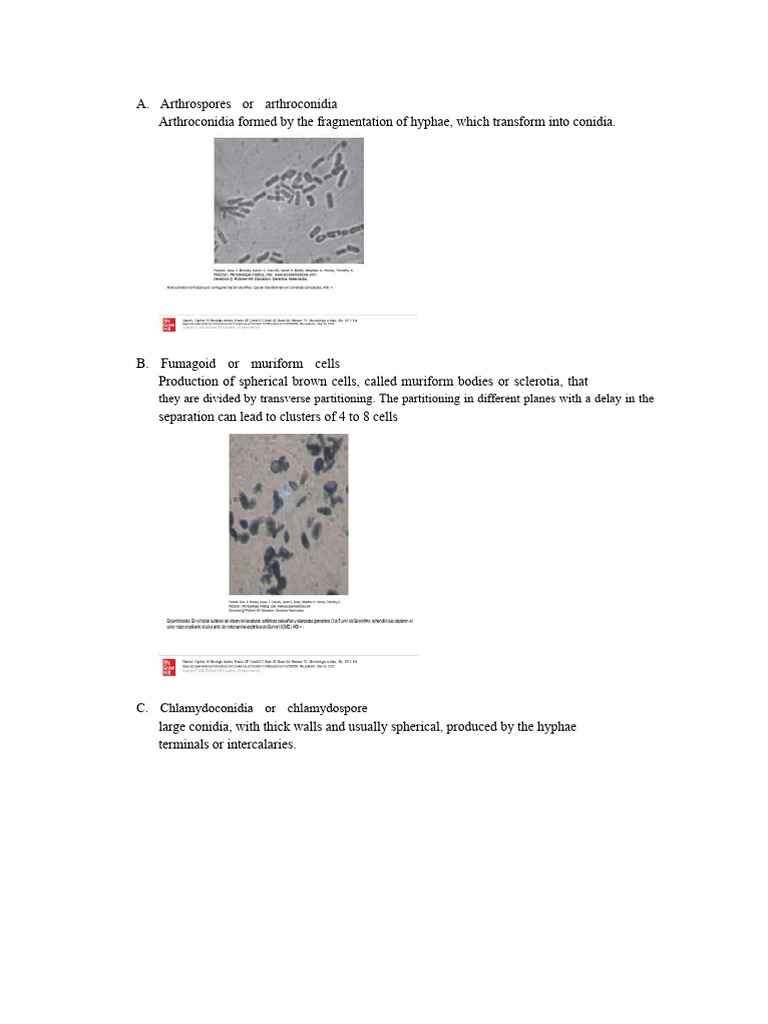 Understanding Arthroconidia and Arthrospores | PDF | Fungus | Eukaryotes