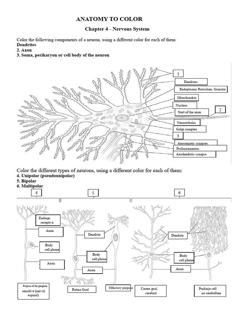ANATOMY TO COLOR - Chapter 4 - Nervous System | PDF | Cerebellum ...