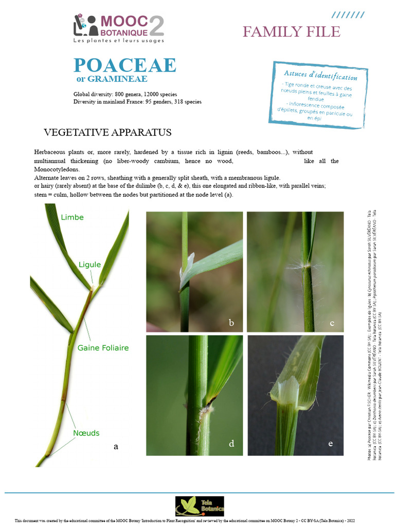 POACEAE family sheet | PDF | Plant Stem | Fruit