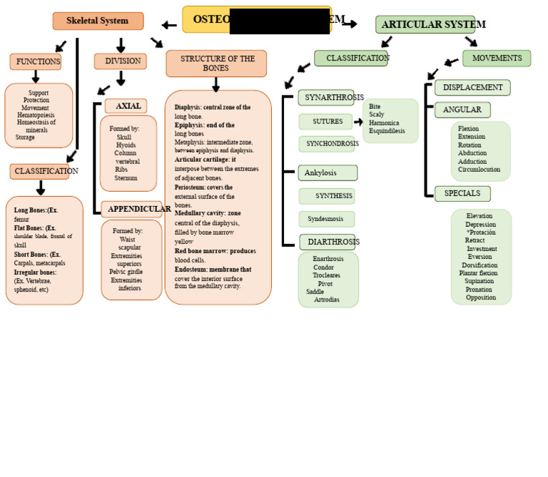 Conceptual Map of The Osteoarticular System | PDF | Anatomical Terms Of ...