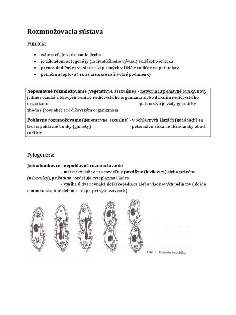 Rozmnožovacia Sústava | PDF