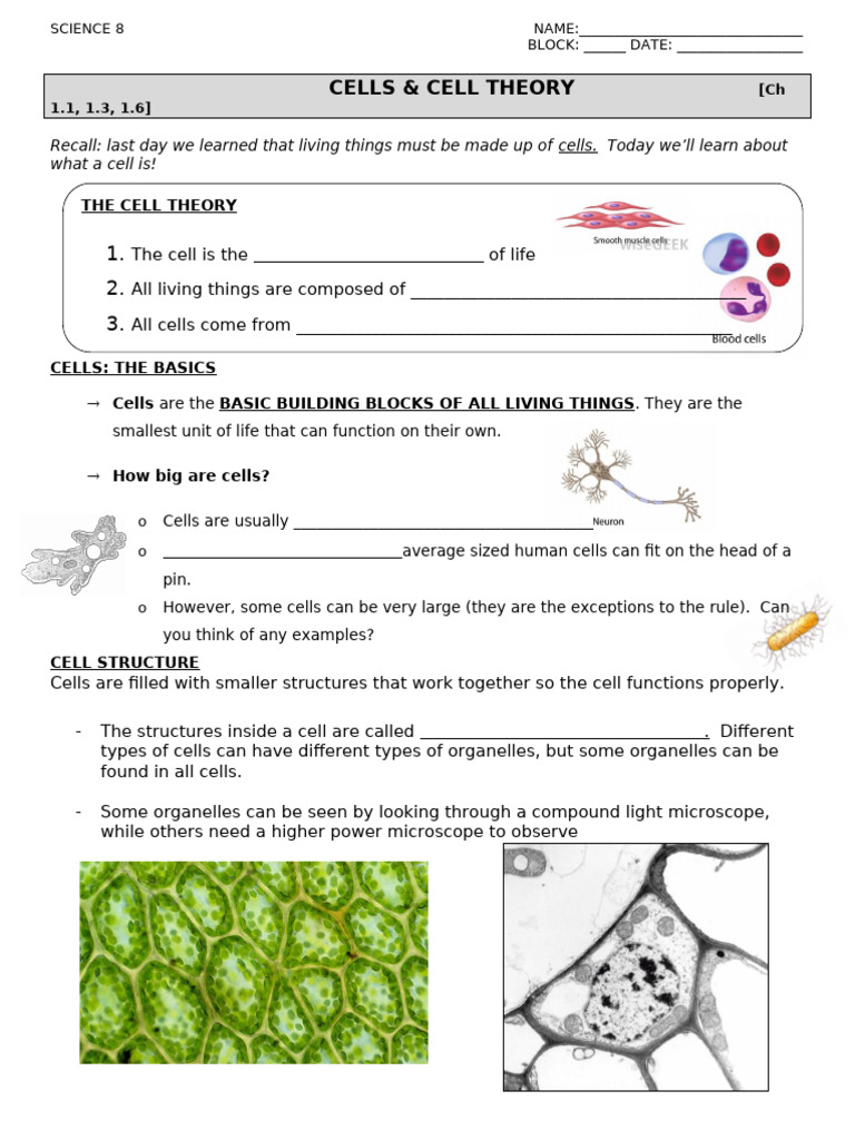 4. Notes - Cells and Cell Theory Student | PDF | Cell (Biology) | Organelle