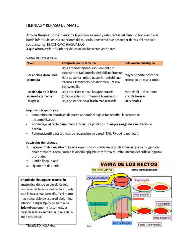 Anatomía y Hernias Inguinales: Guía Completa | PDF | Abdomen | Anatomía ...