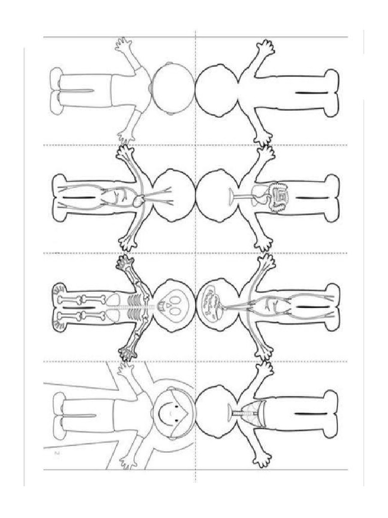 Aulas Corpo Humano | PDF