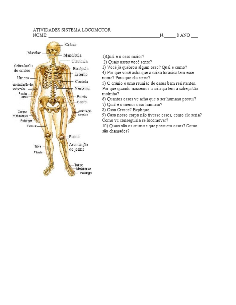 Atividades Sobre O Sistema Locomotor Pdf