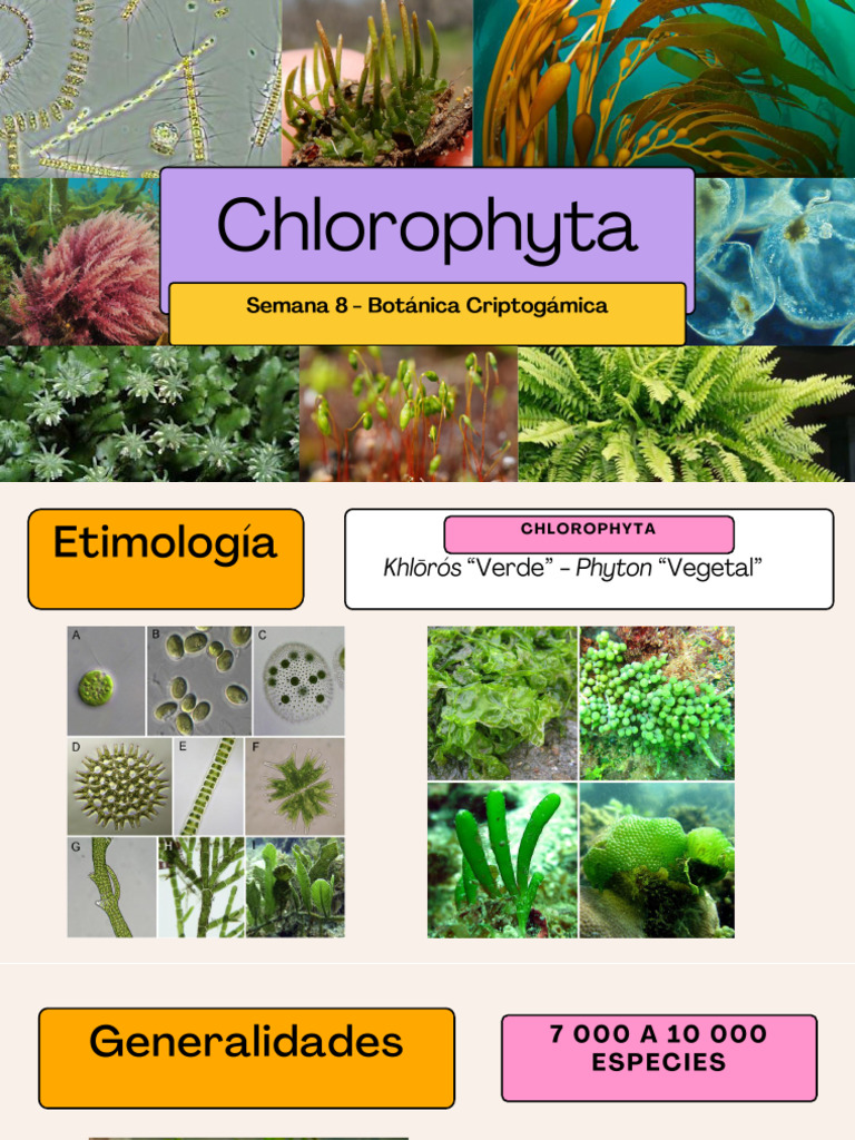 DIVISIÓN CHLOROPHYTA | PDF