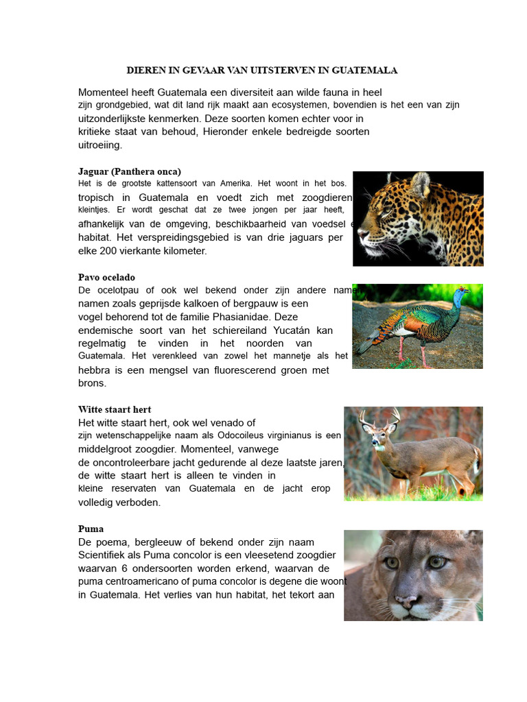 Dieren in Gevaar Van Uitsterven in Guatemala | PDF