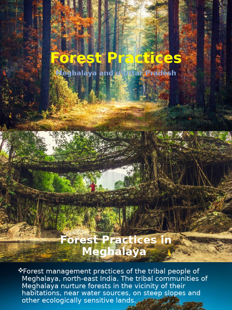 Forest Practices | PDF