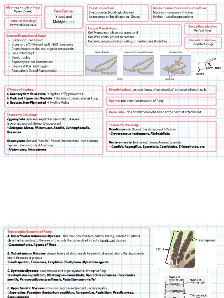 Cabison - Recenzent Mikologii | PDF