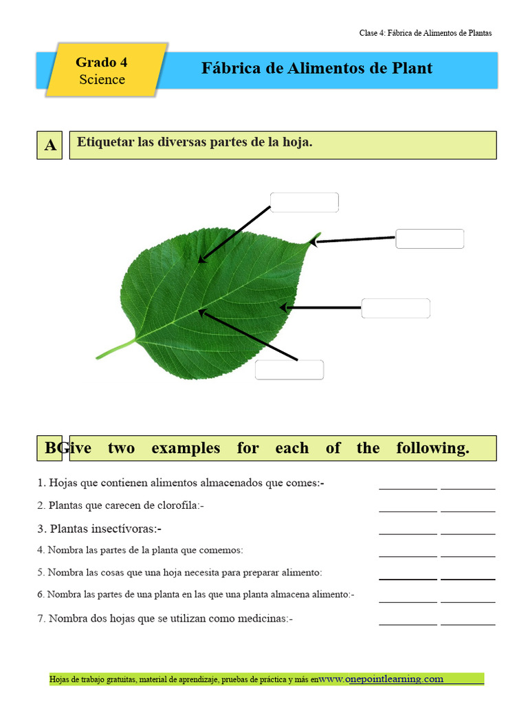 Fábrica de Alimentos de Plantas: Clase 4 | PDF | Hoja | Raíz