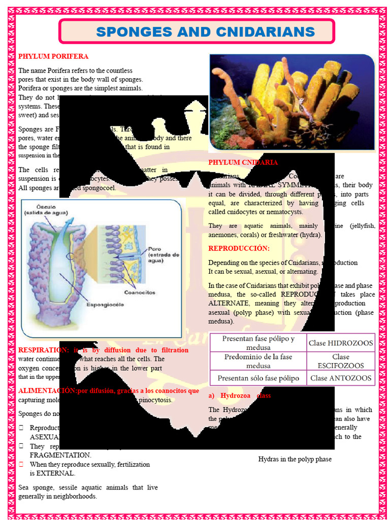 Poriferans and Cnidarians | PDF | Venomous Animals | Aquatic Animals
