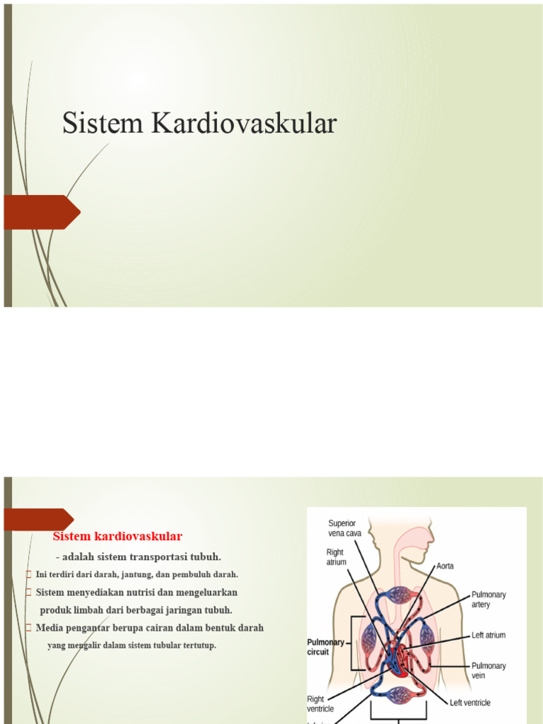 Fungsi dan Struktur Sistem Kardiovaskular | PDF