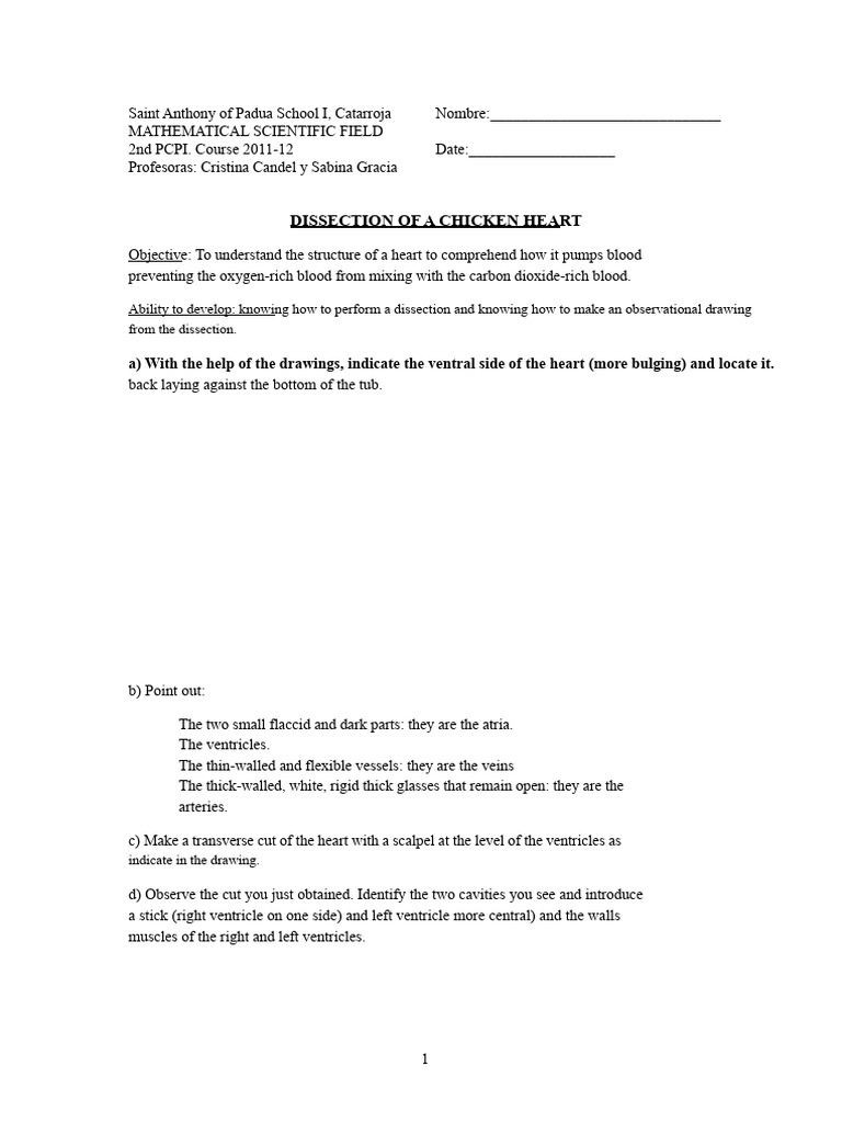 Chicken Heart Dissection Guide | PDF