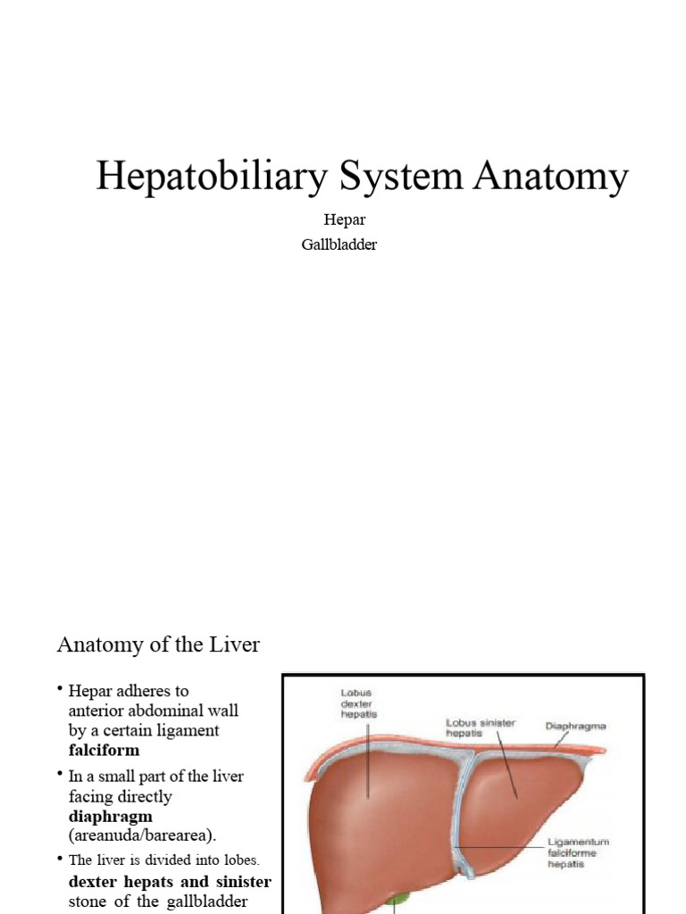Hepatobiliary System Anatomy Overview | PDF