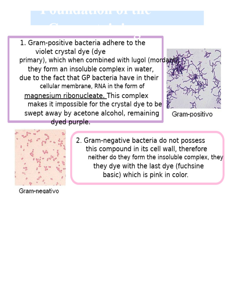 Gram staining | PDF | Staining | Biology