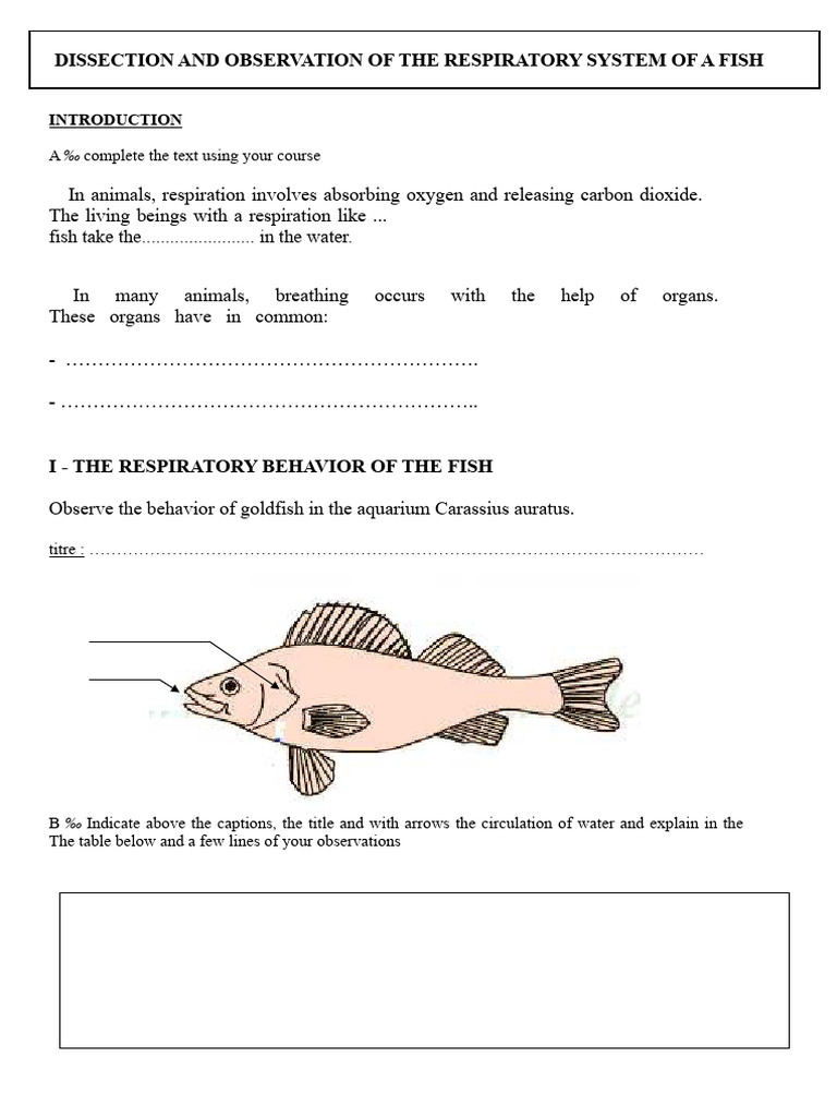 Fish Respiration Lab Science 5th Grade | PDF