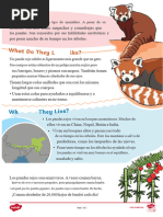 Tipos de Pandas: Gigante y Rojo | PDF | Panda gigante | Zoología