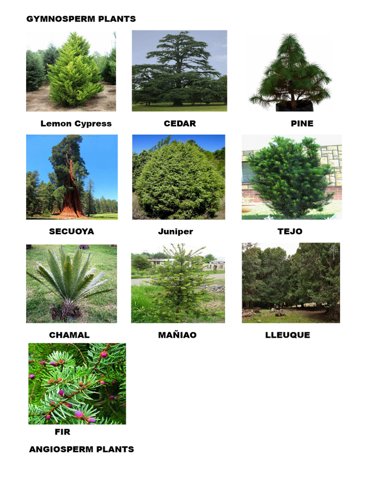 Gymnosperms and Angiosperms | PDF | Malware | Software