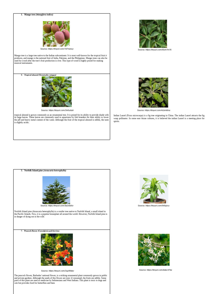 Flora and Fauna | PDF | Ficus | Birds